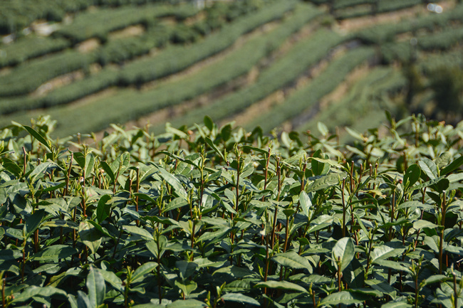 Tea garden integrates elements of sports with traditional culture_The ...