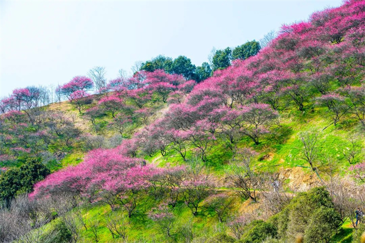 Plum trees in full bloom across Zhejiang_The 19th Asian Games Hangzhou