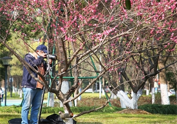 Plum trees in full bloom across Zhejiang_The 19th Asian Games Hangzhou