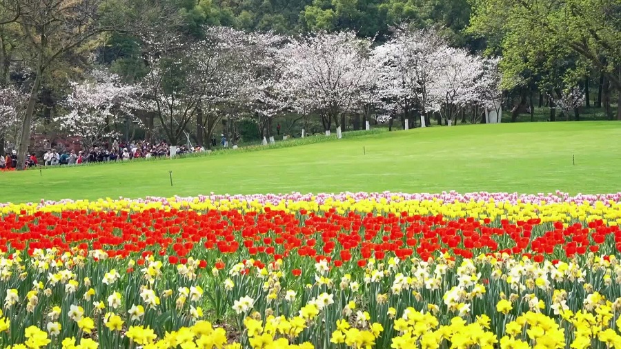 Tulips in Prince Bay Park are a microcosm of the romantic spring in ...